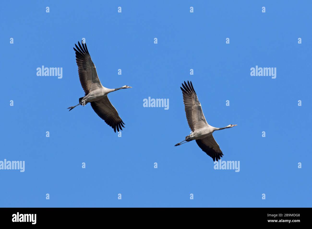 Two migrating common cranes / Eurasian crane (Grus grus) flying ...
