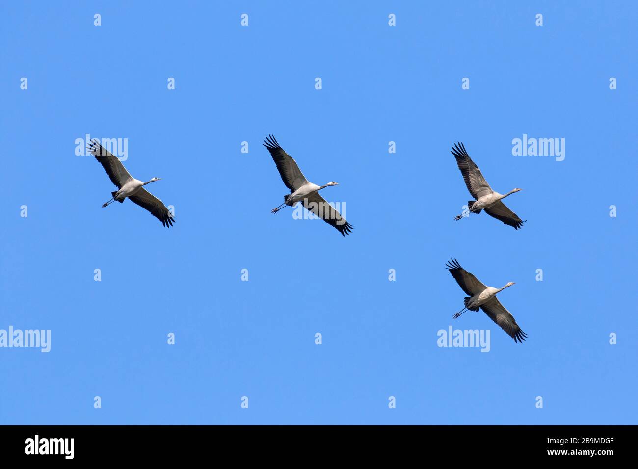 Four migrating common cranes / Eurasian crane (Grus grus) flying ...