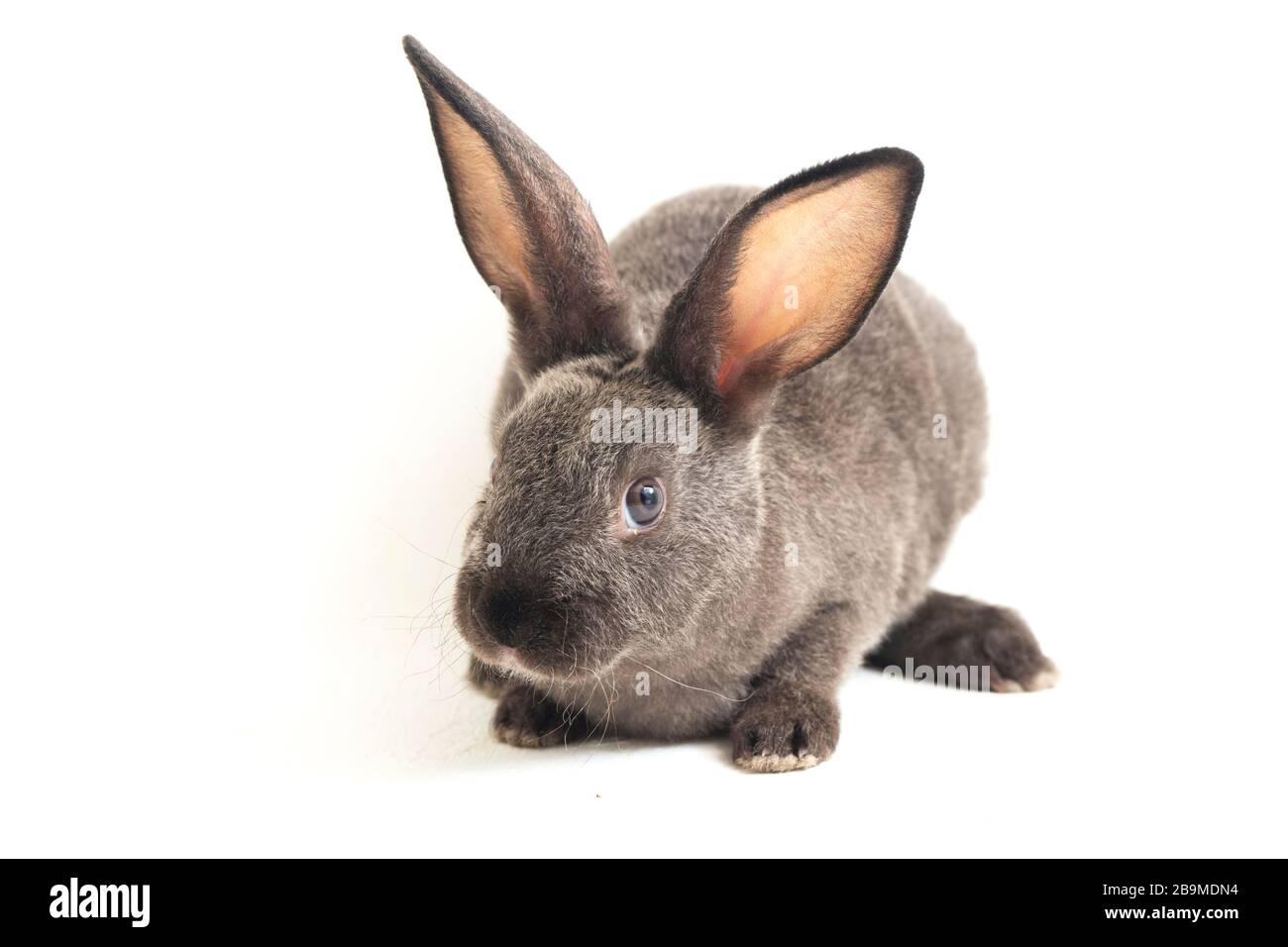 gray rex rabbit isolated on white background Stock Photo - Alamy