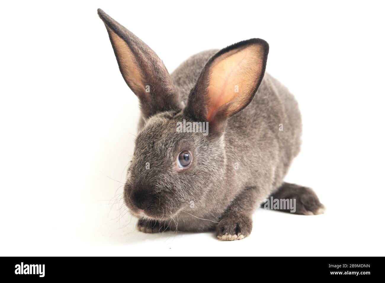 gray rex rabbit isolated on white background Stock Photo - Alamy