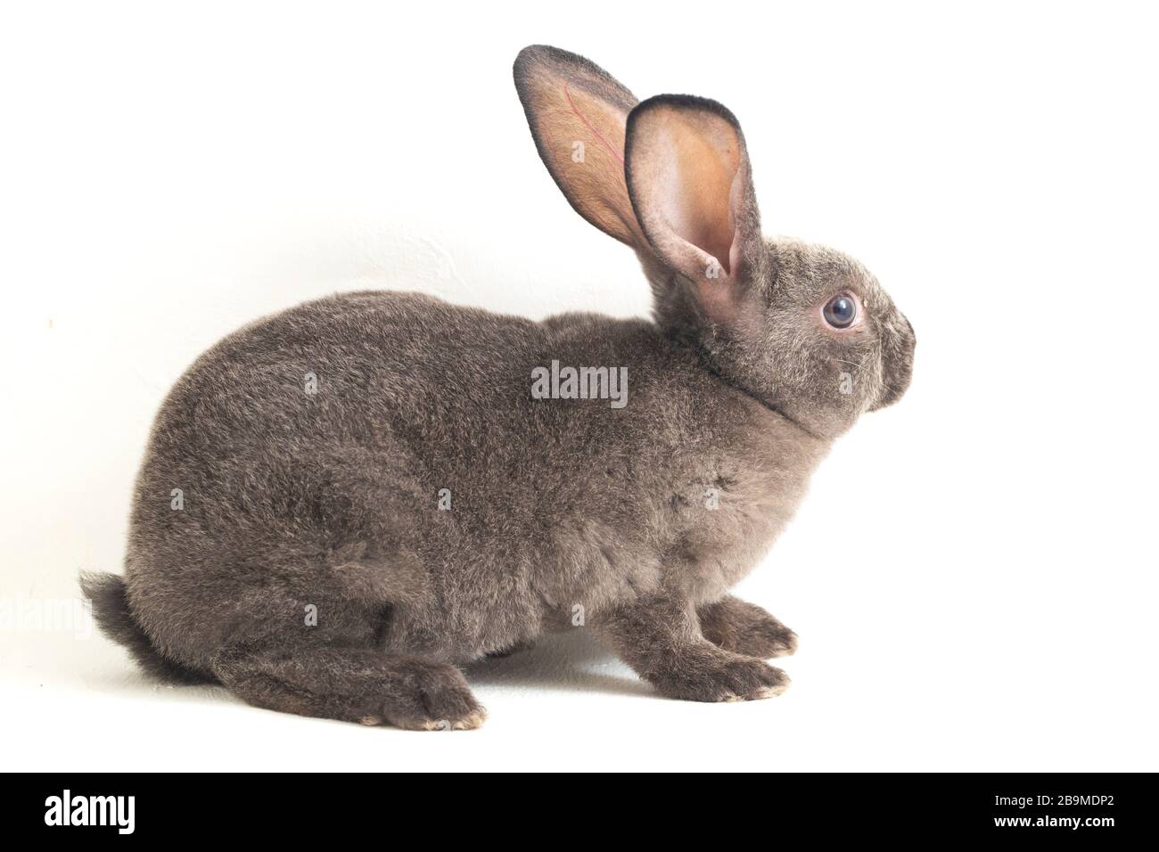 gray rex rabbit isolated on white background Stock Photo - Alamy