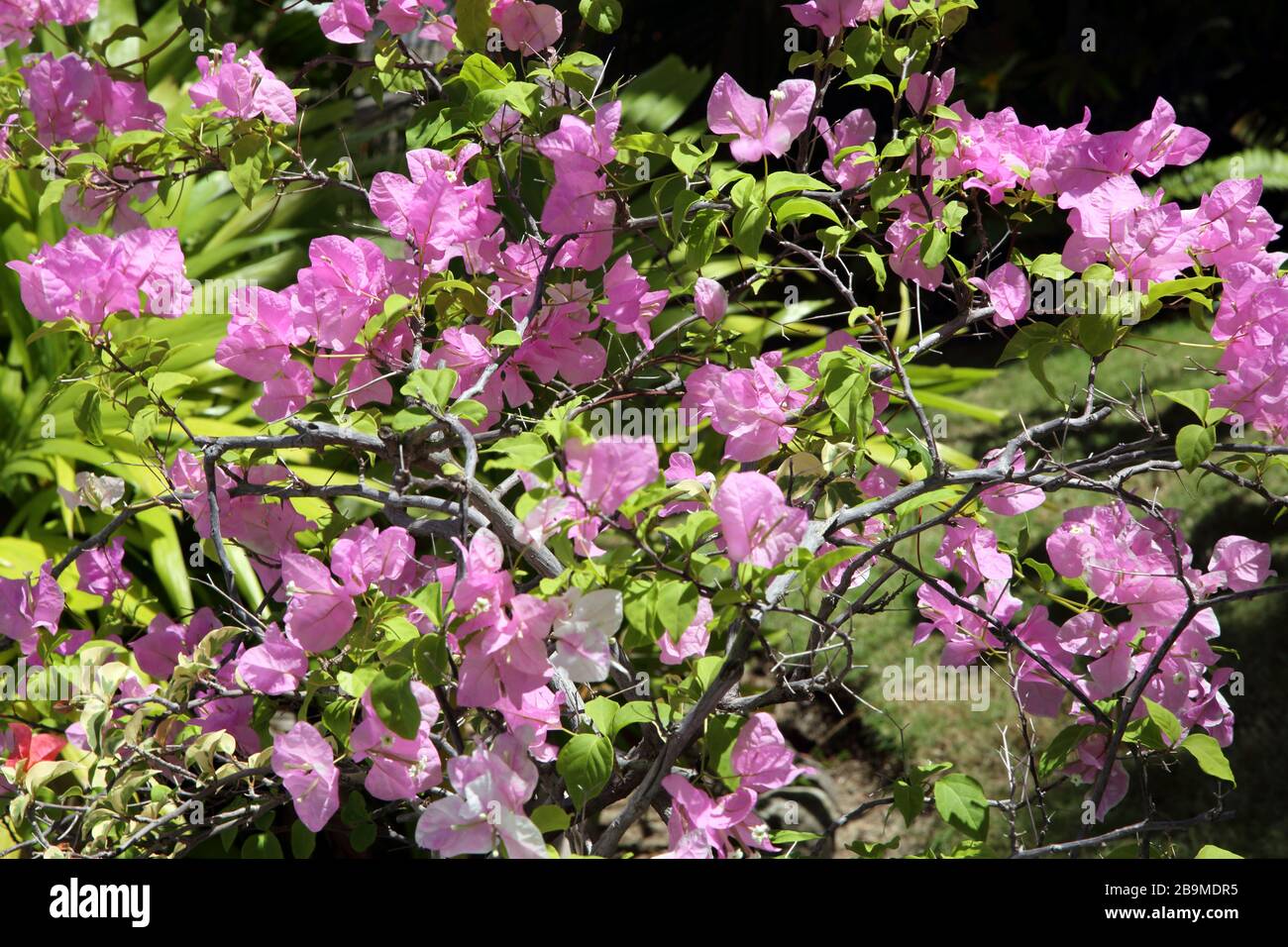 Tropical flowers grenada hi-res stock photography and images - Alamy