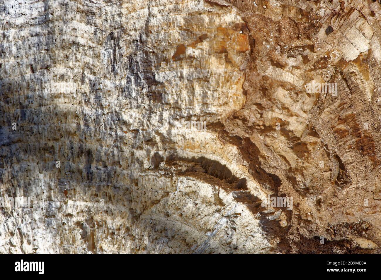 Broken stem of maple, Acer platanoides Stock Photo - Alamy