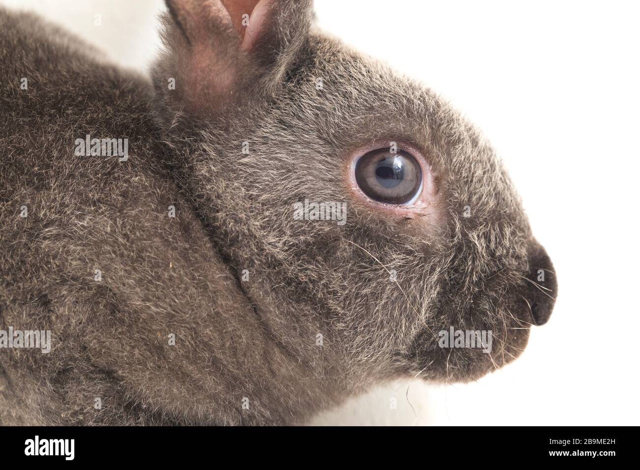 gray rex rabbit isolated on white background Stock Photo - Alamy