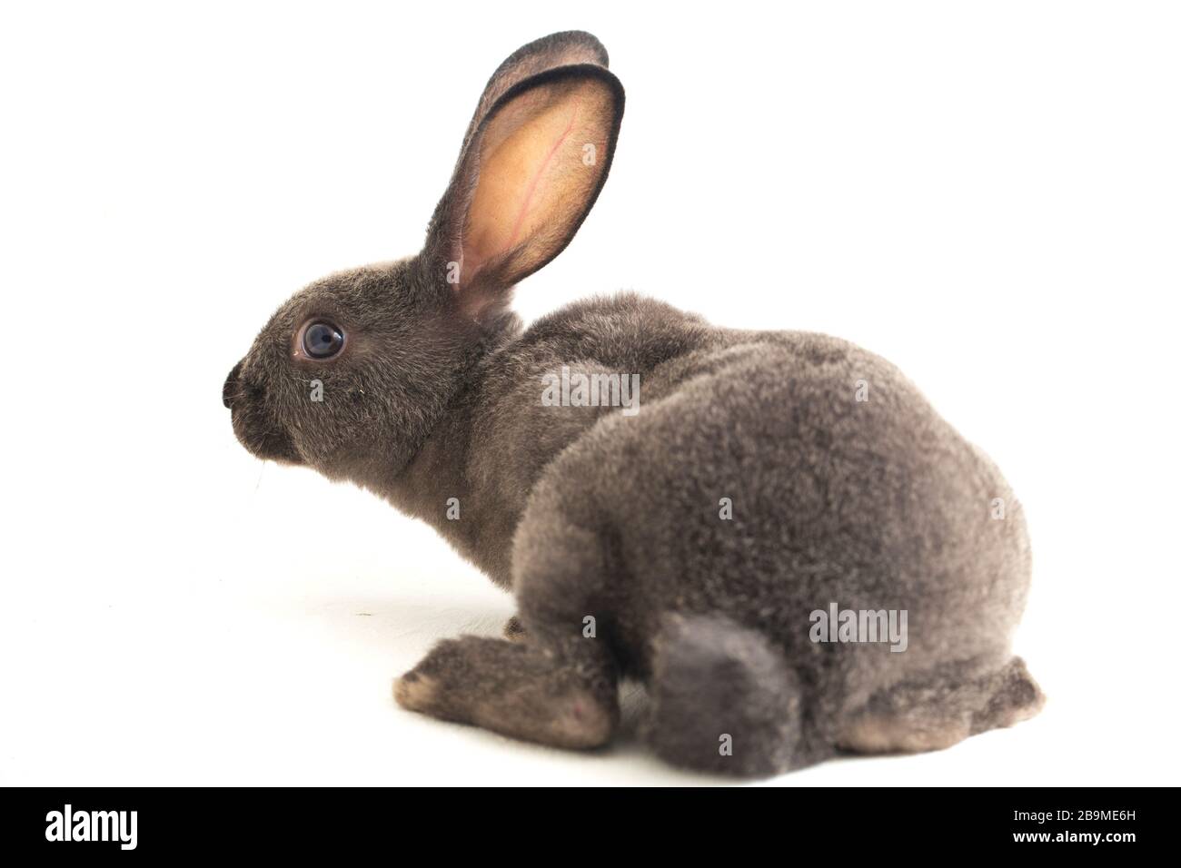 gray rex rabbit isolated on white background Stock Photo - Alamy