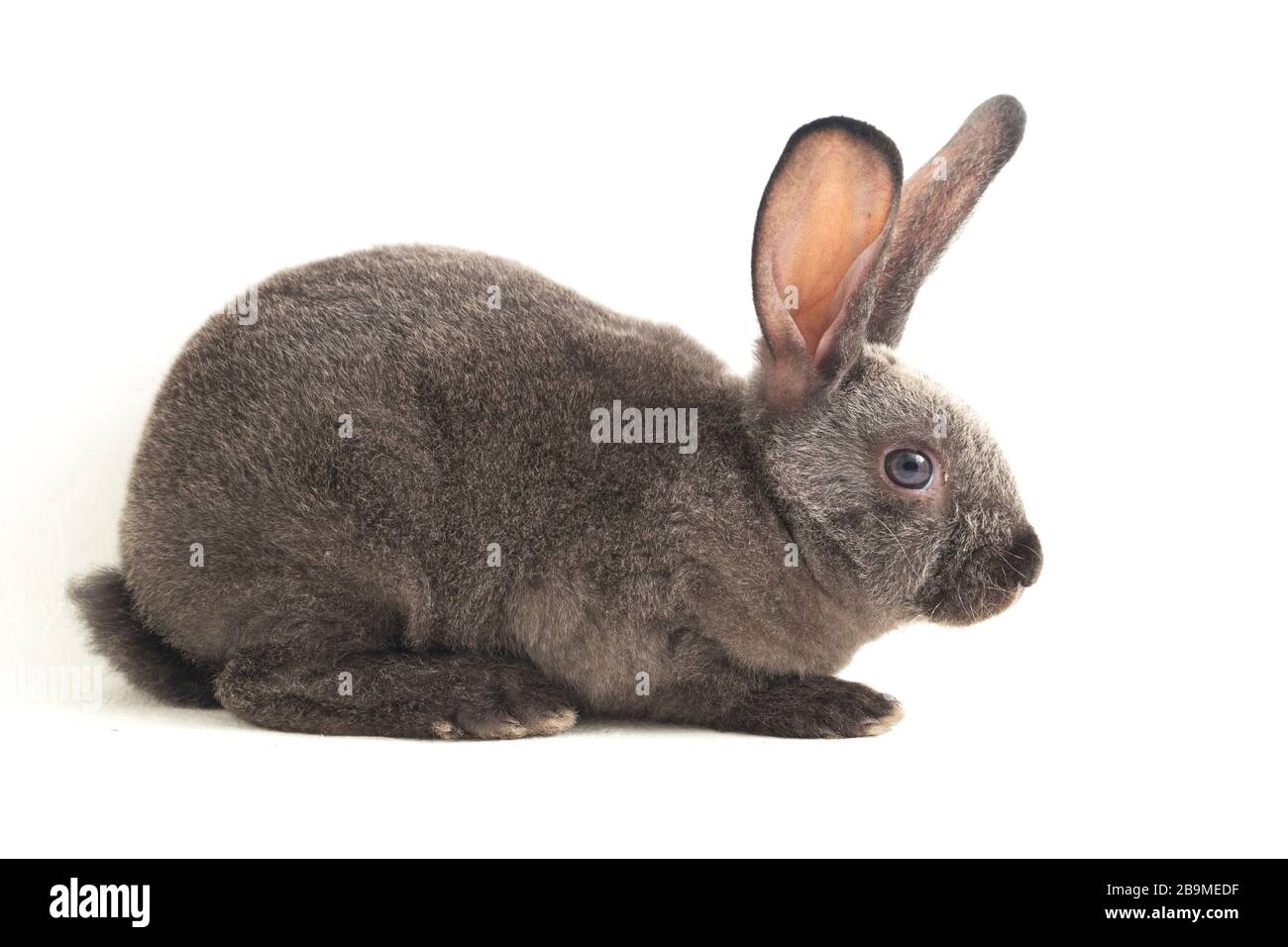 gray rex rabbit isolated on white background Stock Photo - Alamy