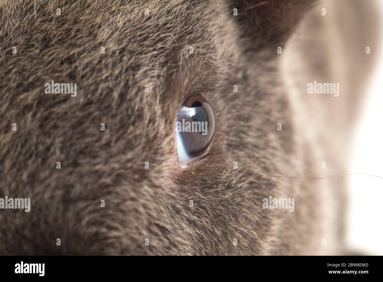 gray rex rabbit isolated on white background Stock Photo - Alamy