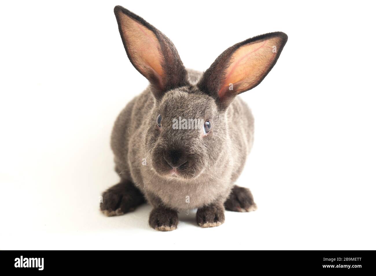 gray rex rabbit isolated on white background Stock Photo - Alamy