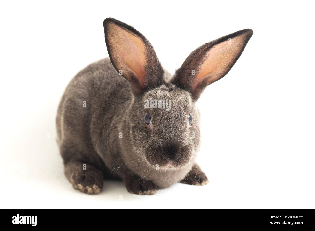 gray rex rabbit isolated on white background Stock Photo - Alamy