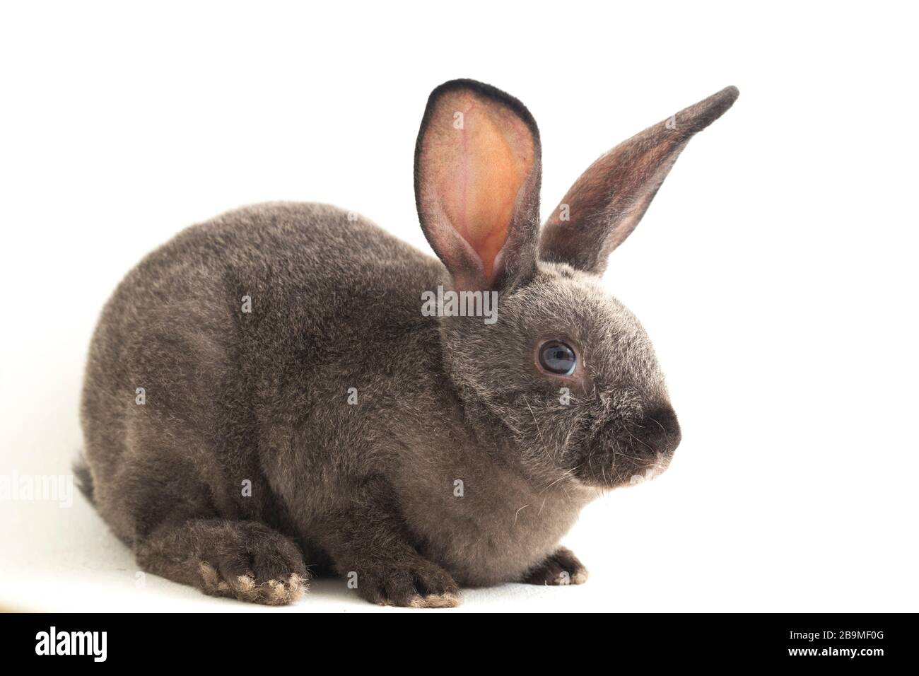 gray rex rabbit isolated on white background Stock Photo - Alamy
