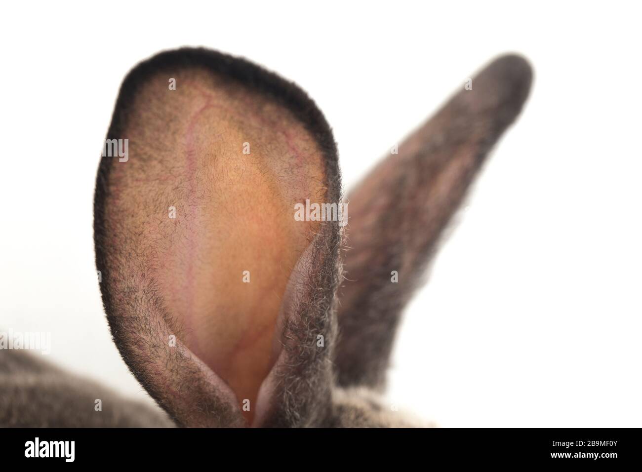 gray rex rabbit isolated on white background Stock Photo - Alamy