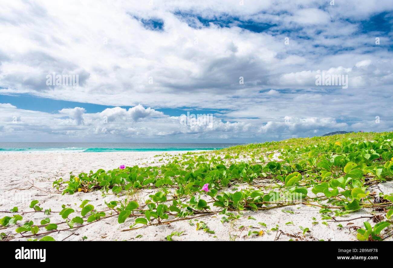Tropical beach with no people in Brazil Stock Photo - Alamy