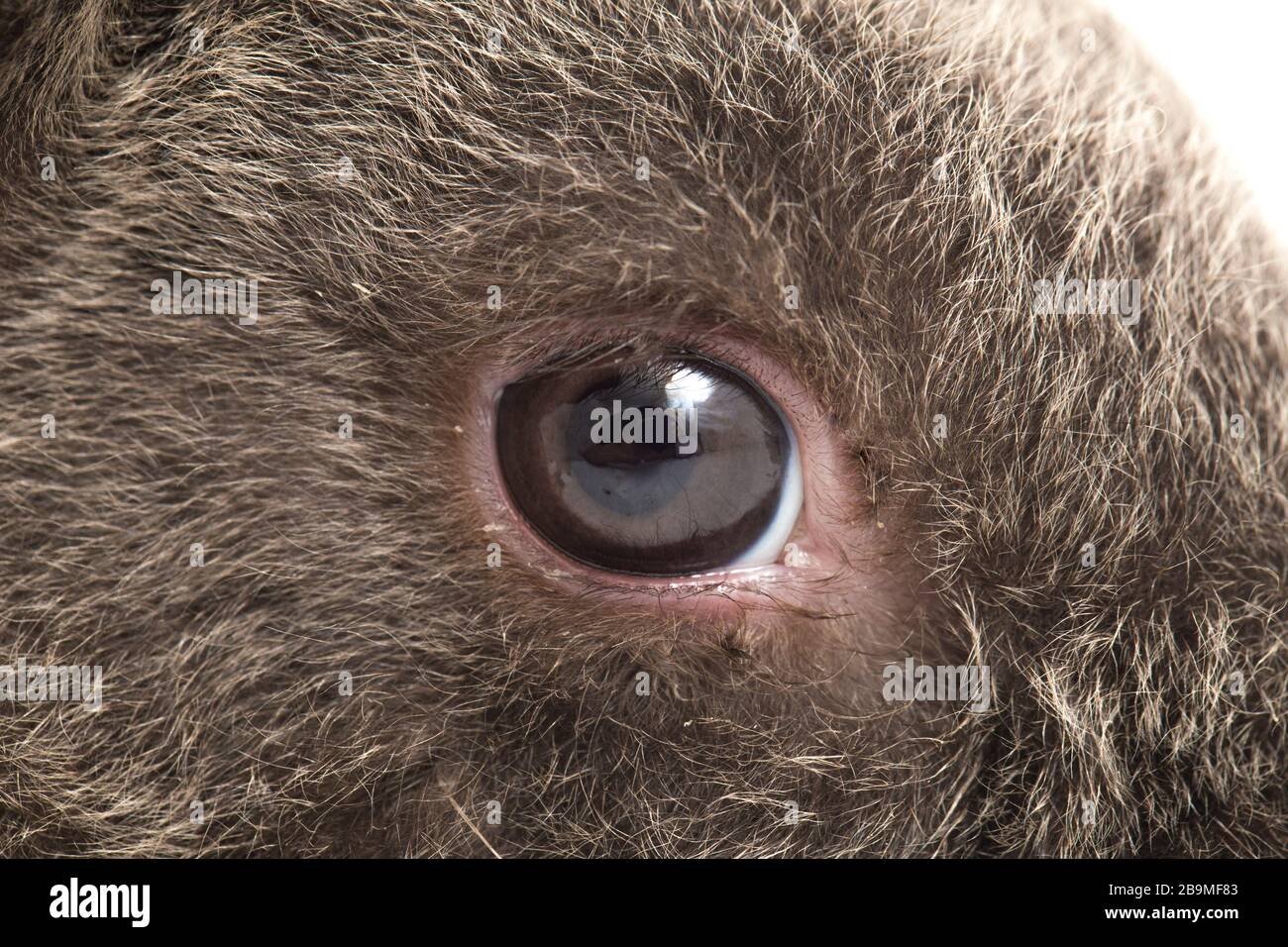 gray rex rabbit isolated on white background Stock Photo - Alamy