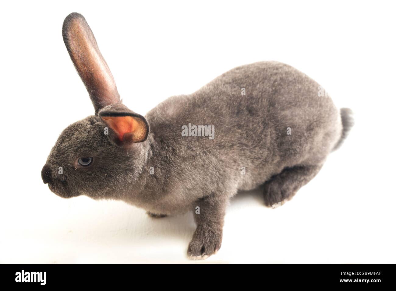gray rex rabbit isolated on white background Stock Photo - Alamy