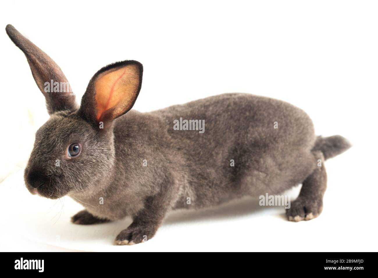gray rex rabbit isolated on white background Stock Photo - Alamy