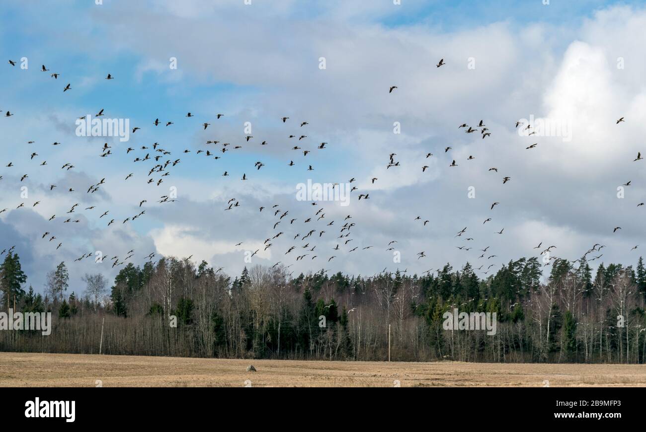 landscape with goose barn in the field, agricultural fields with fresh ...