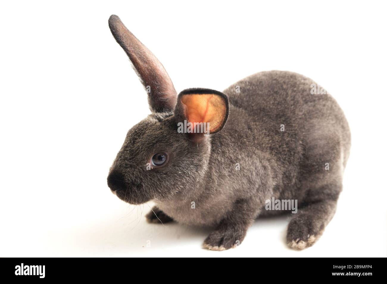 gray rex rabbit isolated on white background Stock Photo - Alamy