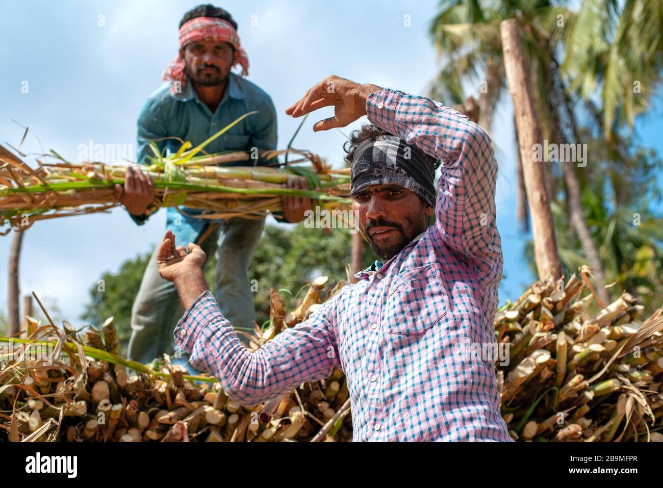 Sugar cane loading hi-res stock photography and images - Alamy