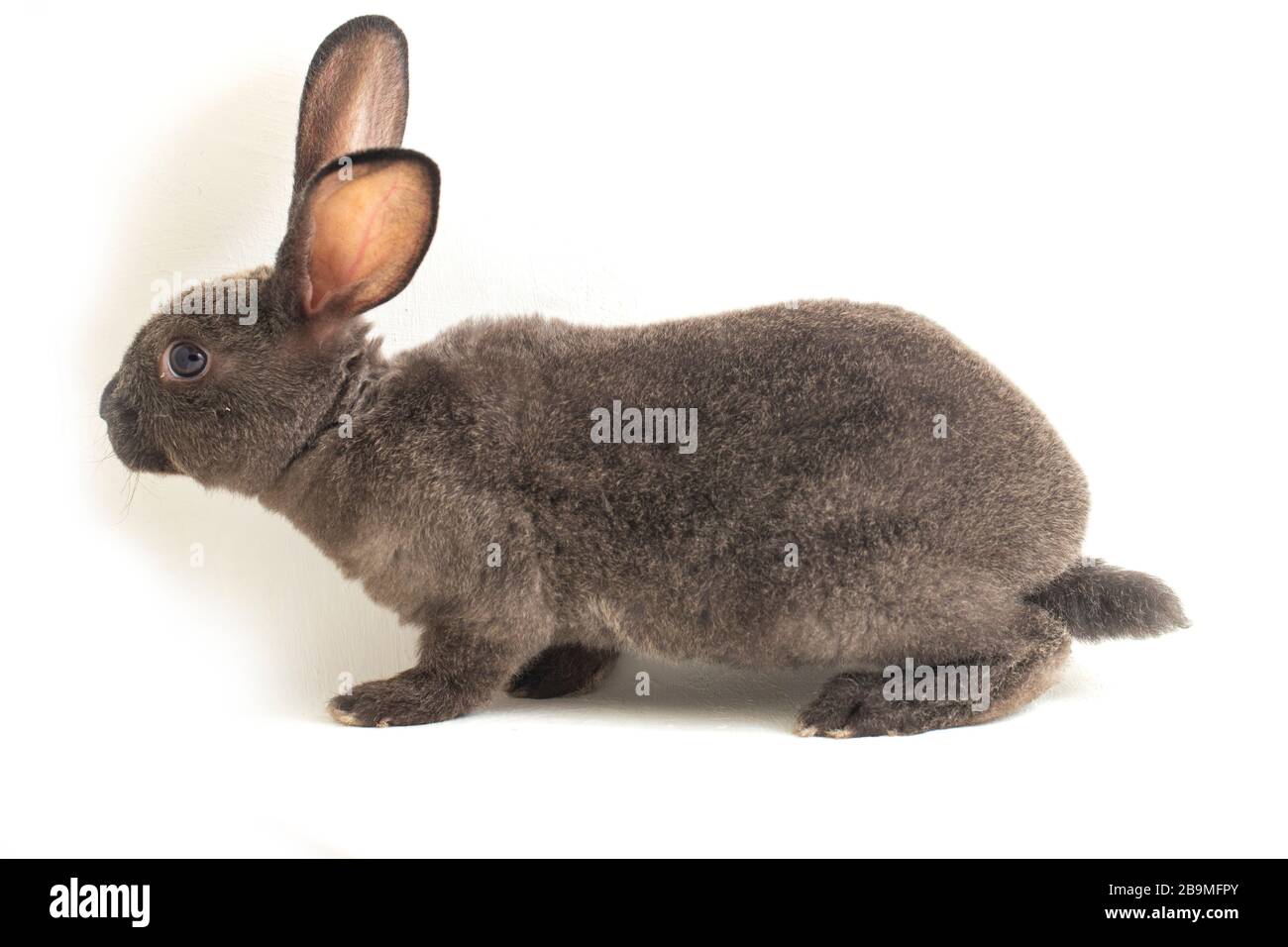 gray rex rabbit isolated on white background Stock Photo - Alamy