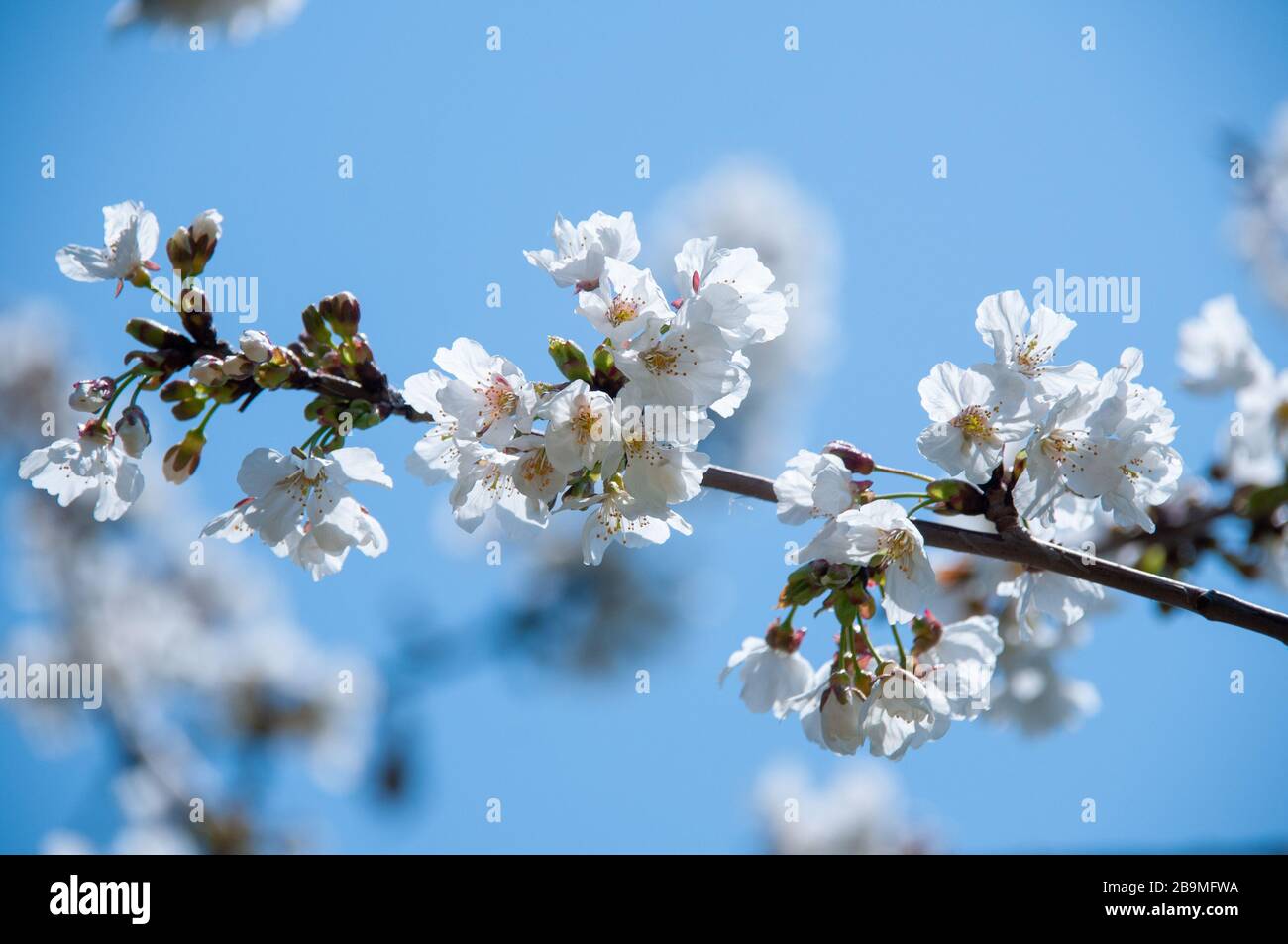 Cherry period hi-res stock photography and images - Alamy