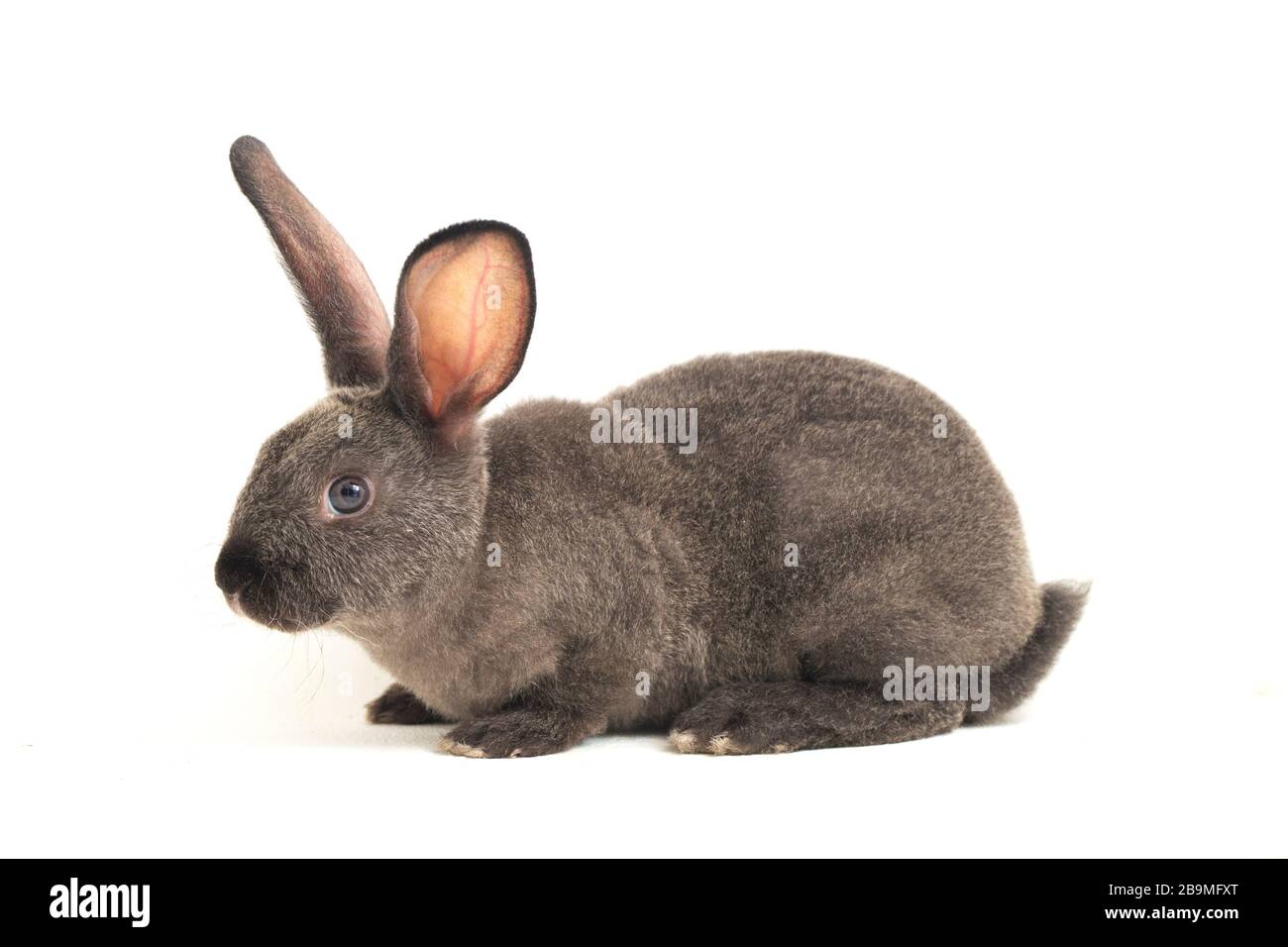 gray rex rabbit isolated on white background Stock Photo - Alamy