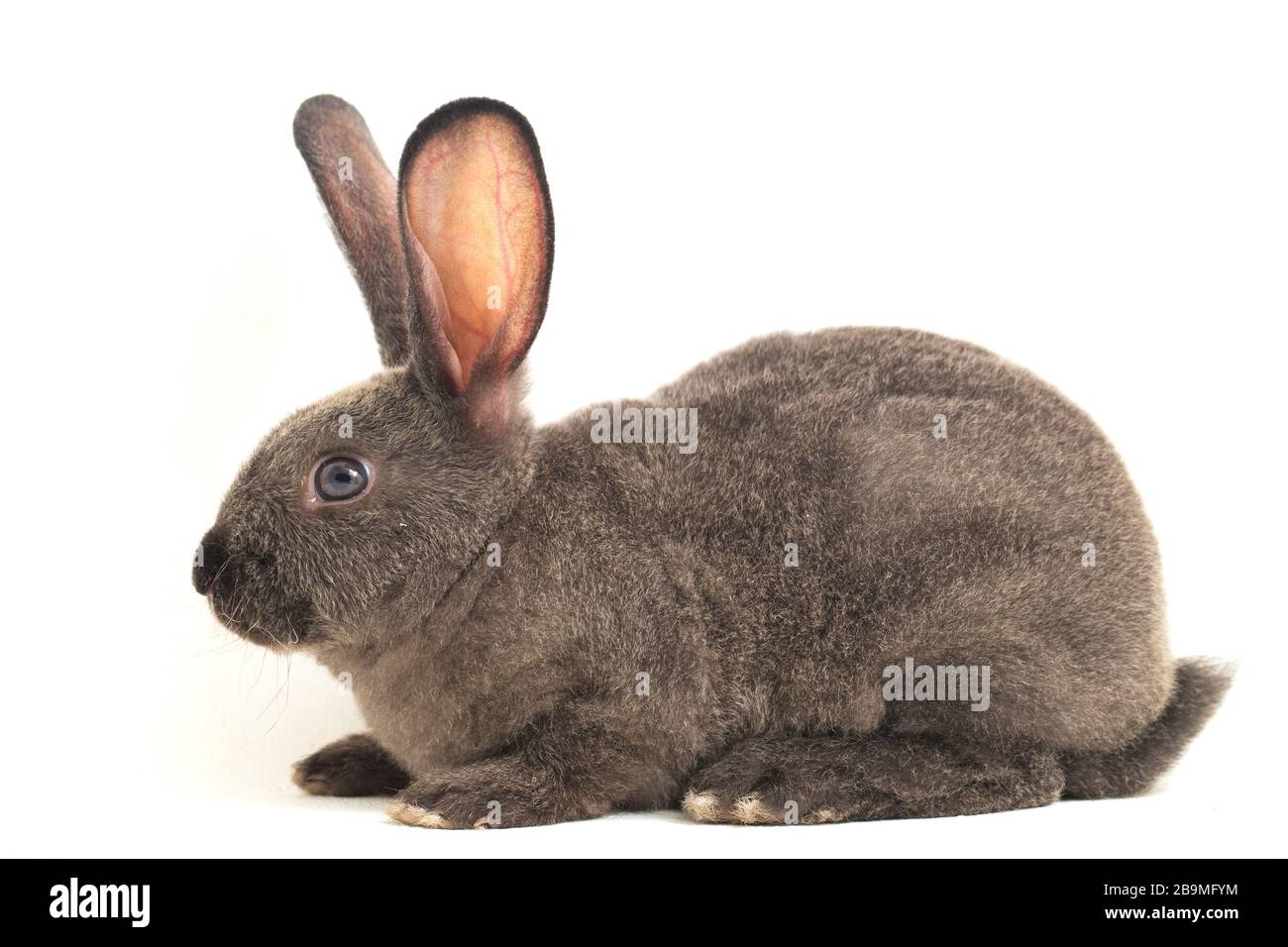 gray rex rabbit isolated on white background Stock Photo - Alamy