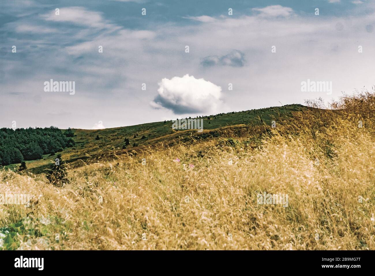 Road from Widełki through Bukowe Berdo and Tarnica to Wołosate in ...