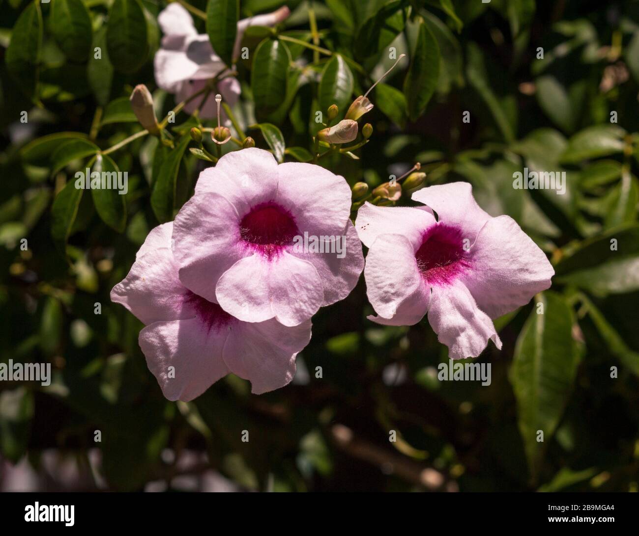 Pandorea jasminoides hi-res stock photography and images - Alamy