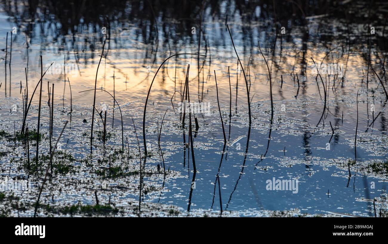 Burton mere wetlands hi-res stock photography and images - Alamy