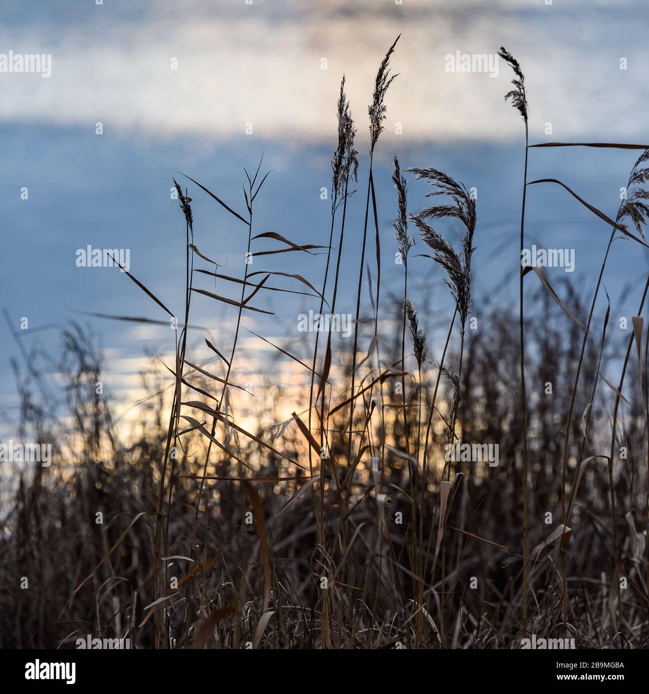Burton mere wetlands rspb reserve hi-res stock photography and images ...