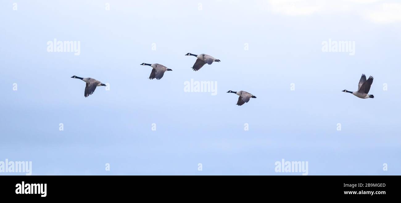 Rspb Reserve, Burton Mere Wetlands High Resolution Stock Photography ...