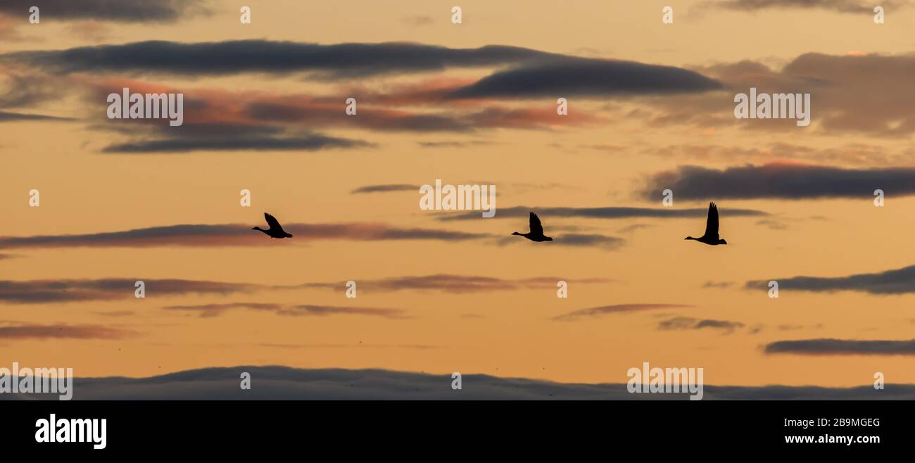 Burton mere wetlands rspb hi-res stock photography and images - Alamy