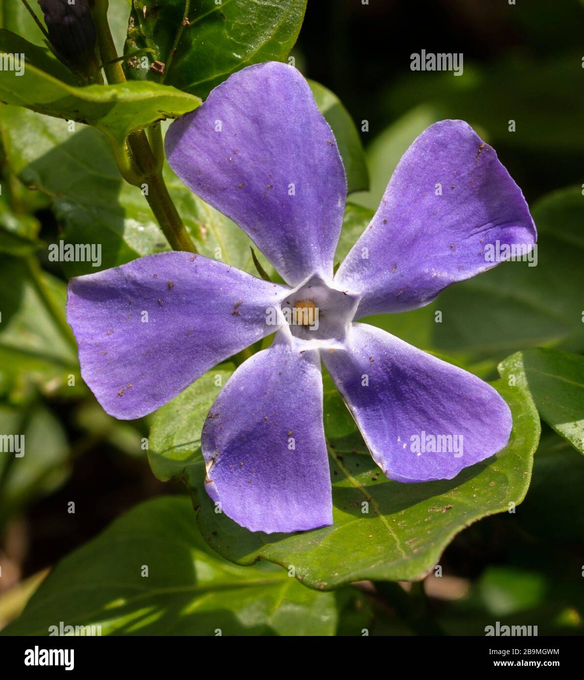 Neglecta plants hi-res stock photography and images - Alamy