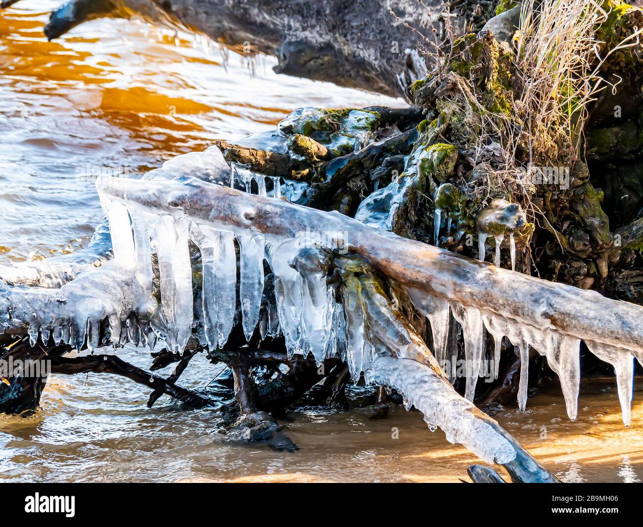 Tree branches in icicles over the water in the river Stock Photo - Alamy