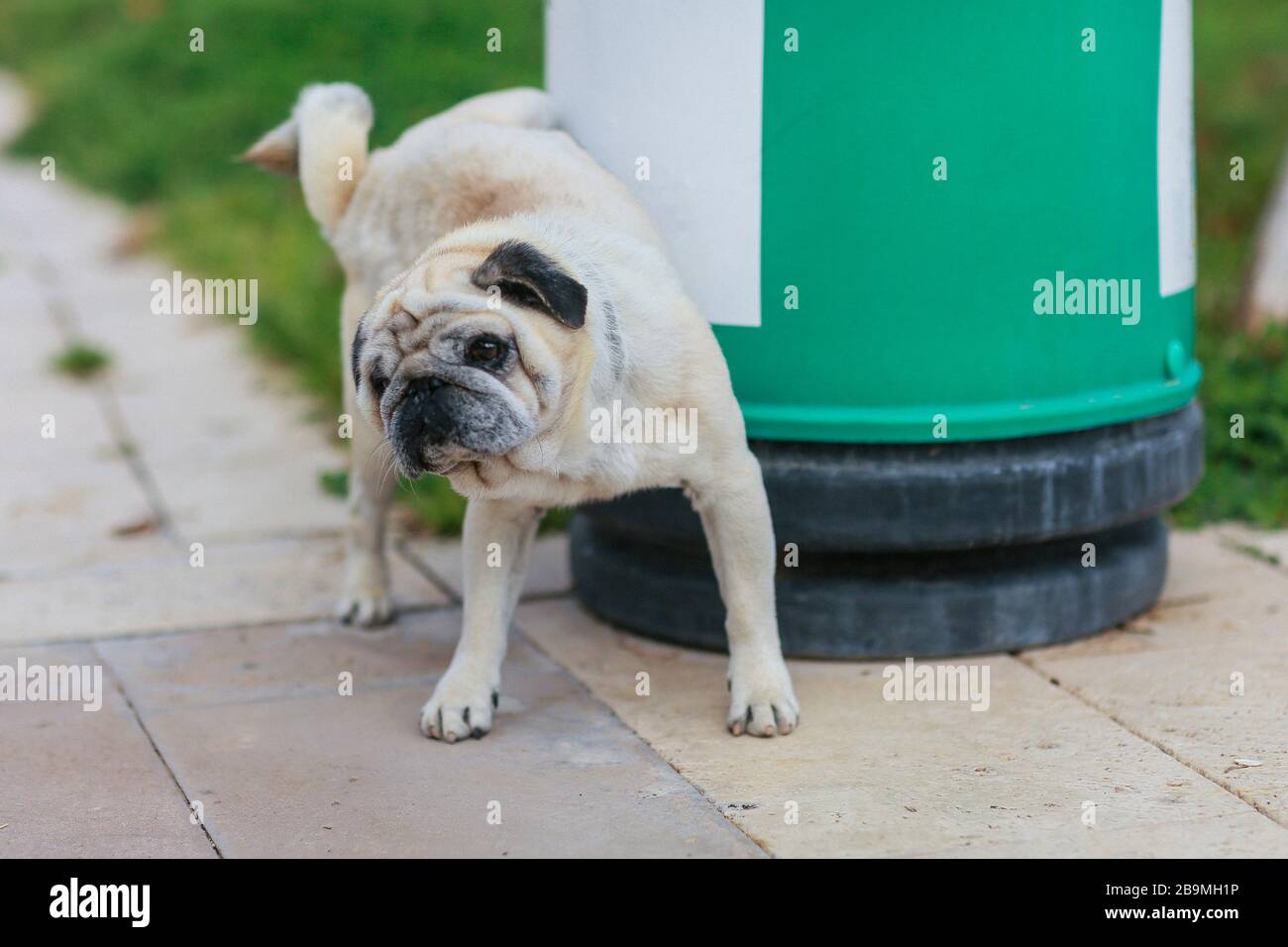 pug dog peeing in dustbin Stock Photo - Alamy