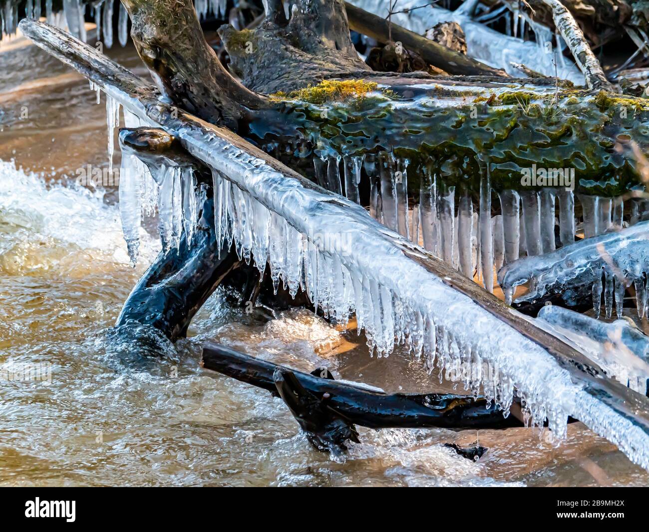 Tree branches in icicles over the water in the river Stock Photo - Alamy