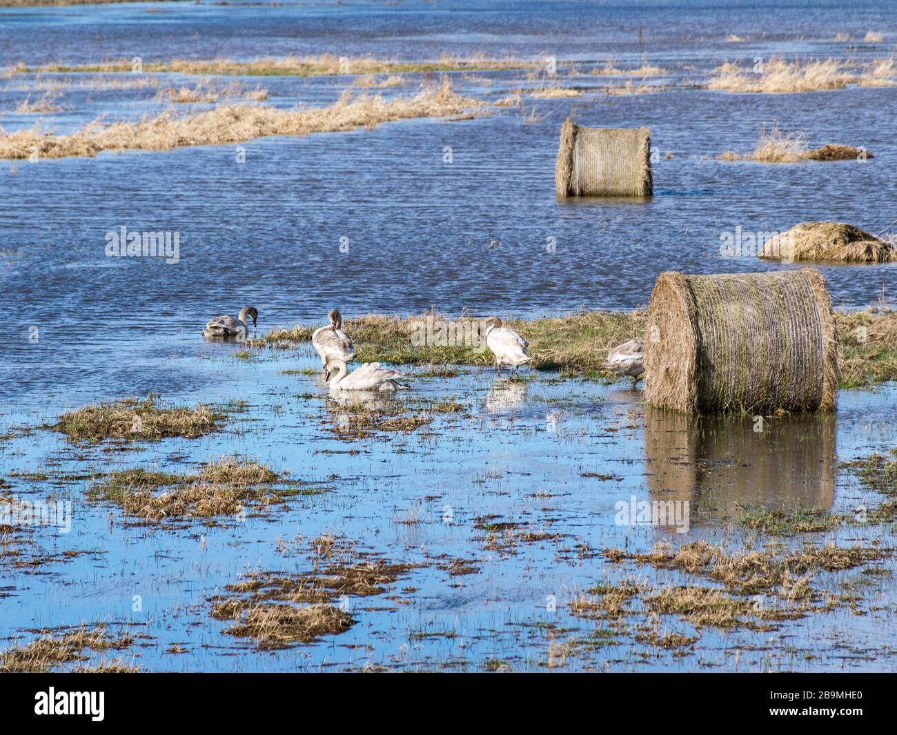 overflowing meadow with hay rolls, swans floating in water, fragments ...