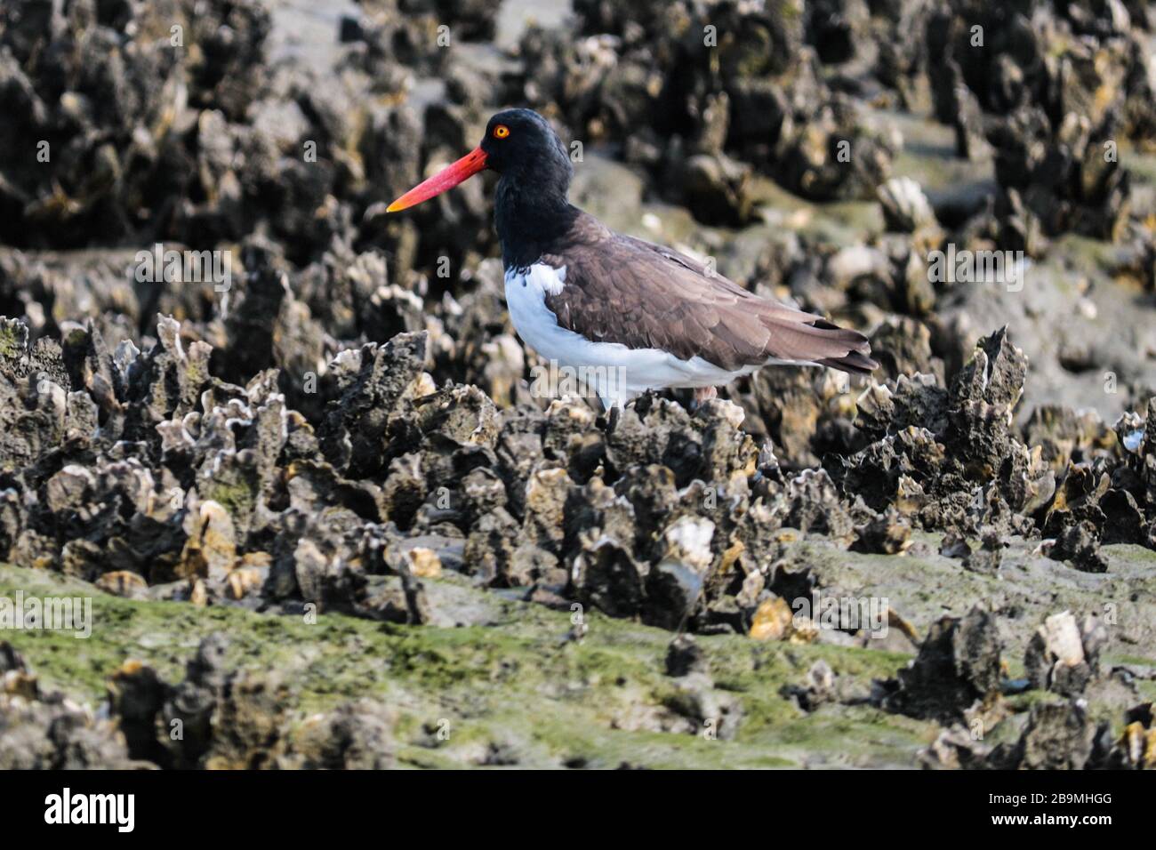 Common Oyster High Resolution Stock Photography and Images - Alamy
