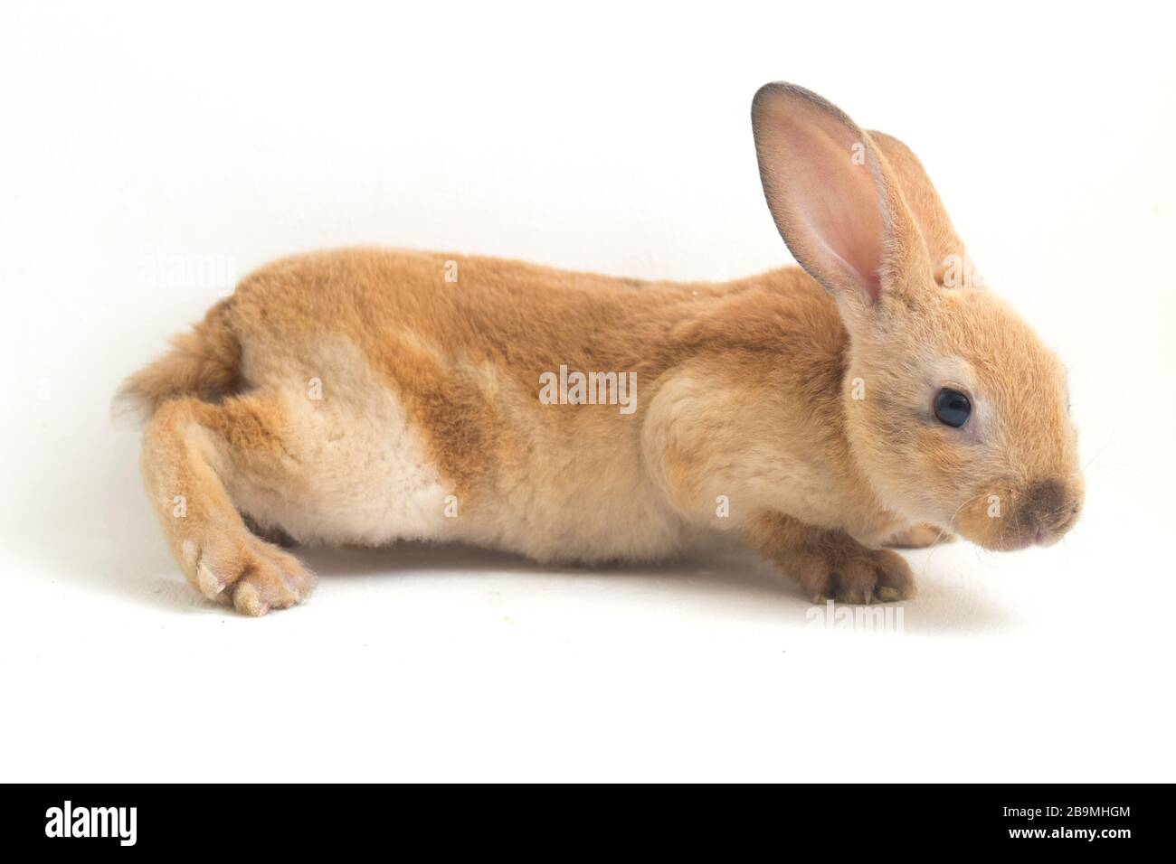 red brown rex rabbit isolated on white background Stock Photo - Alamy