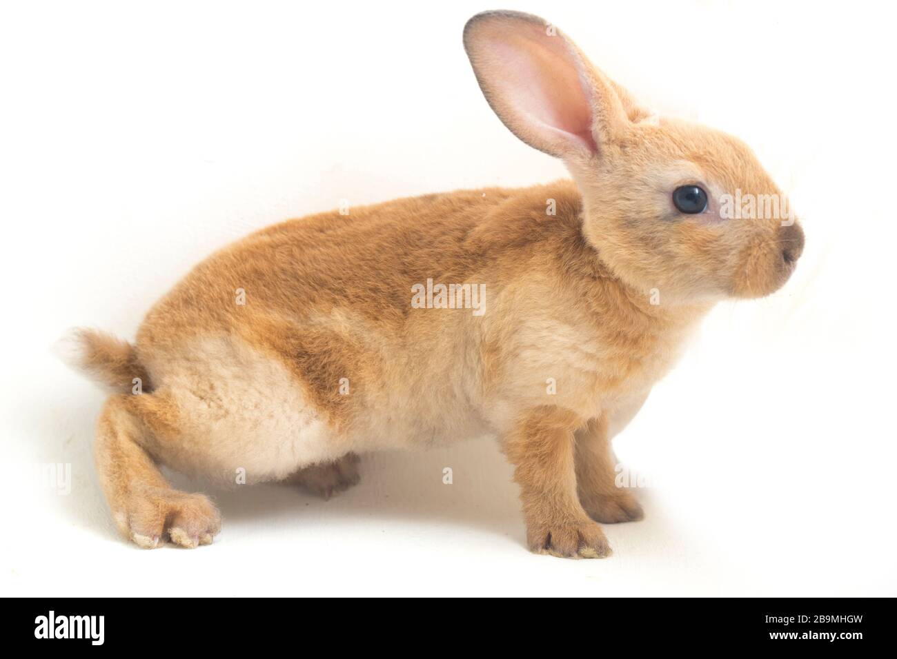 red brown rex rabbit isolated on white background Stock Photo - Alamy