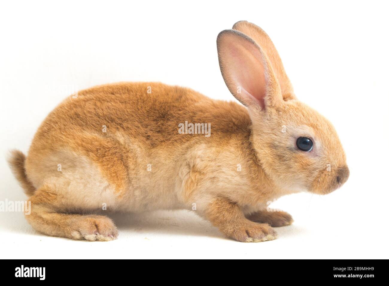 red brown rex rabbit isolated on white background Stock Photo - Alamy