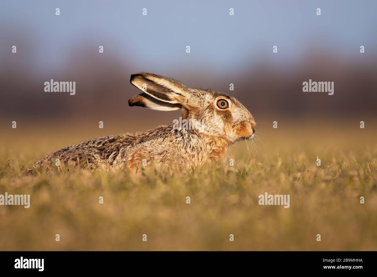 Adorable brown hare lying on the ground and hiding in spring Stock ...