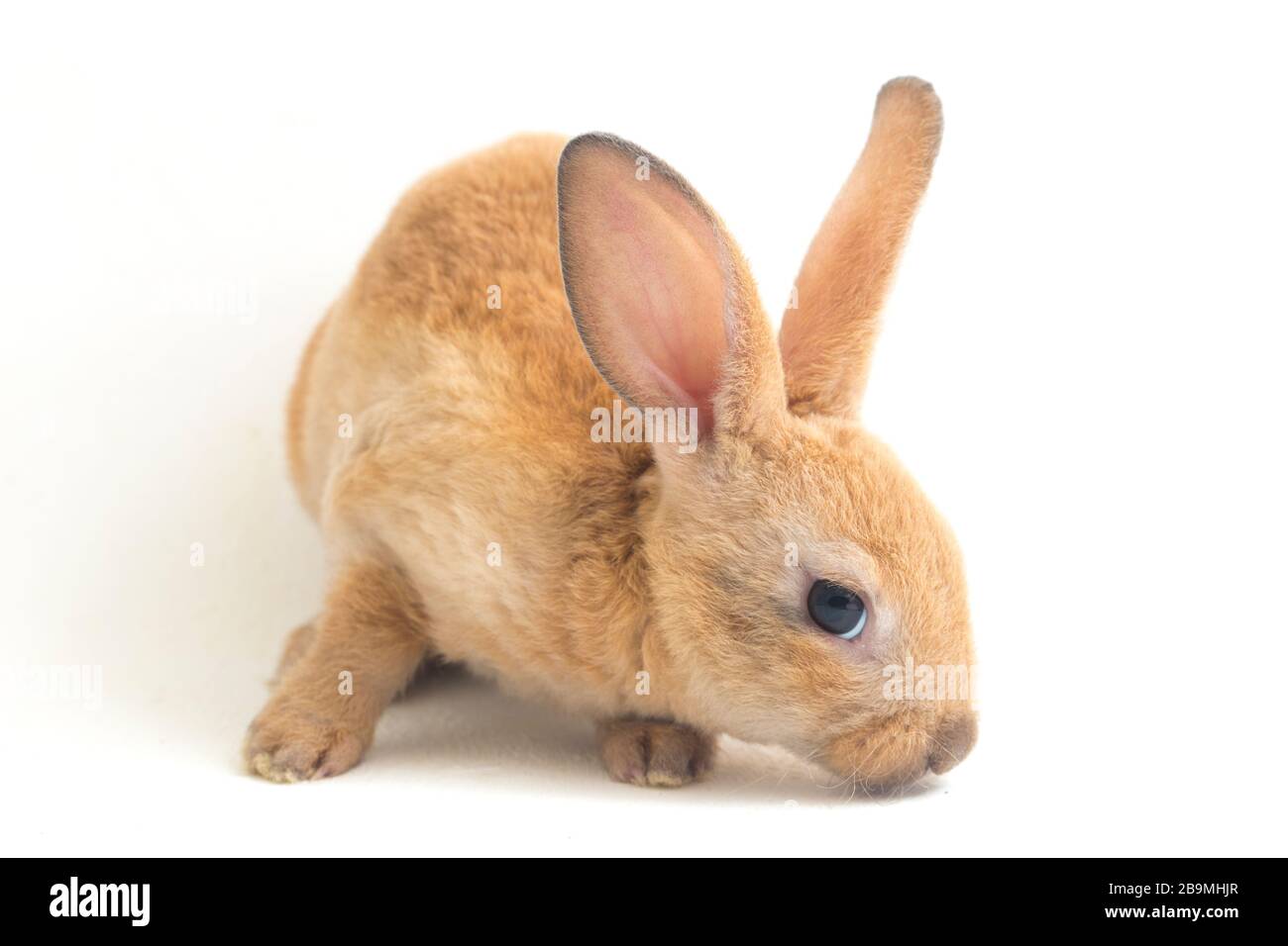 red brown rex rabbit isolated on white background Stock Photo - Alamy