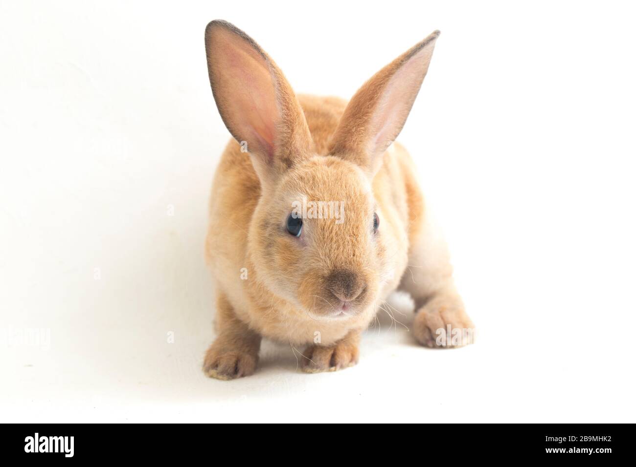 red brown rex rabbit isolated on white background Stock Photo - Alamy