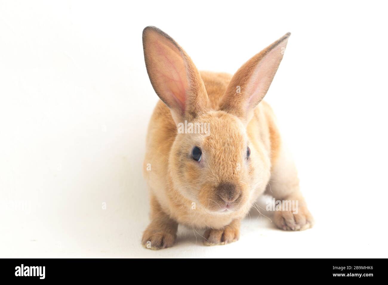 red brown rex rabbit isolated on white background Stock Photo - Alamy