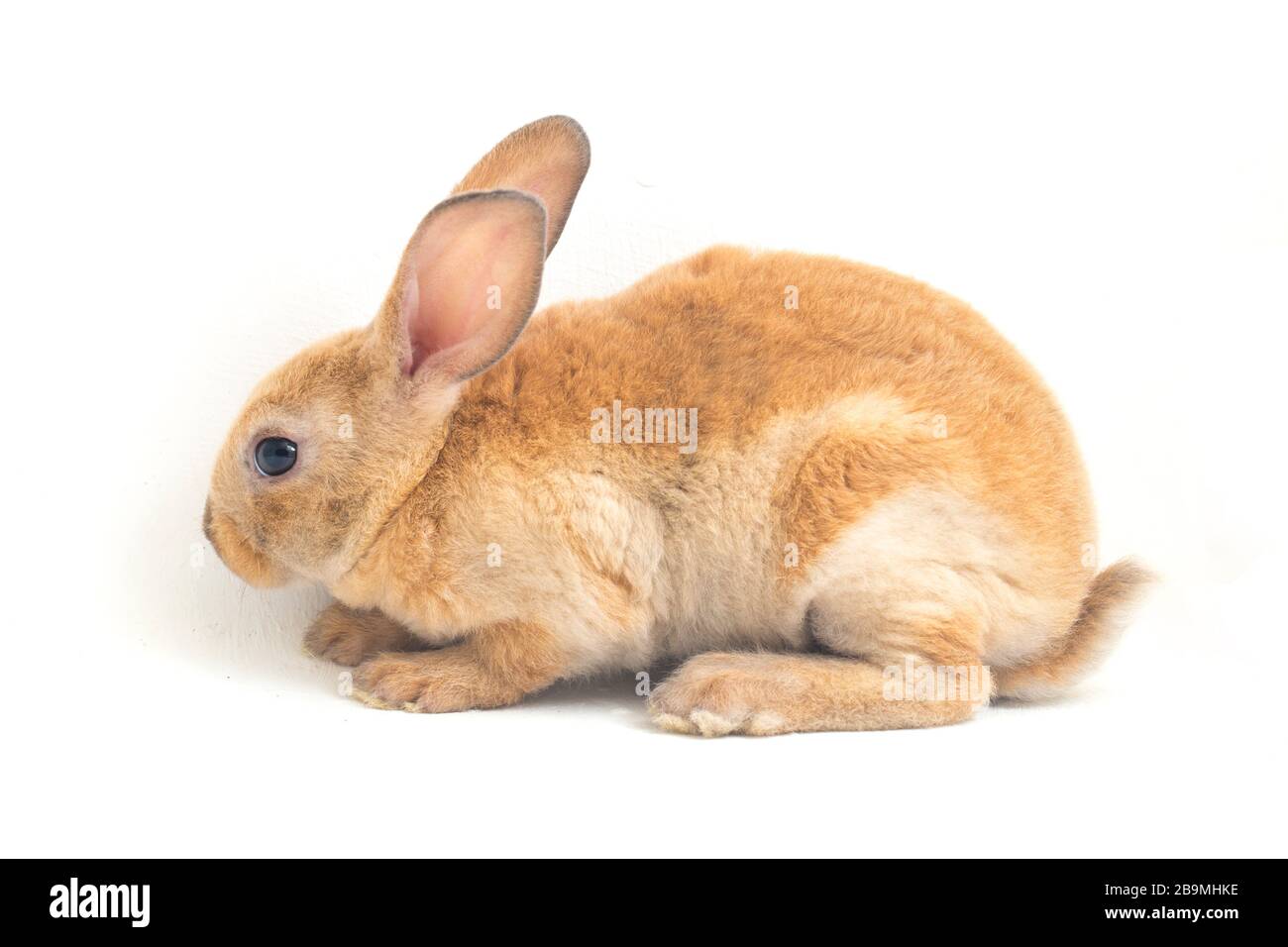 red brown rex rabbit isolated on white background Stock Photo - Alamy