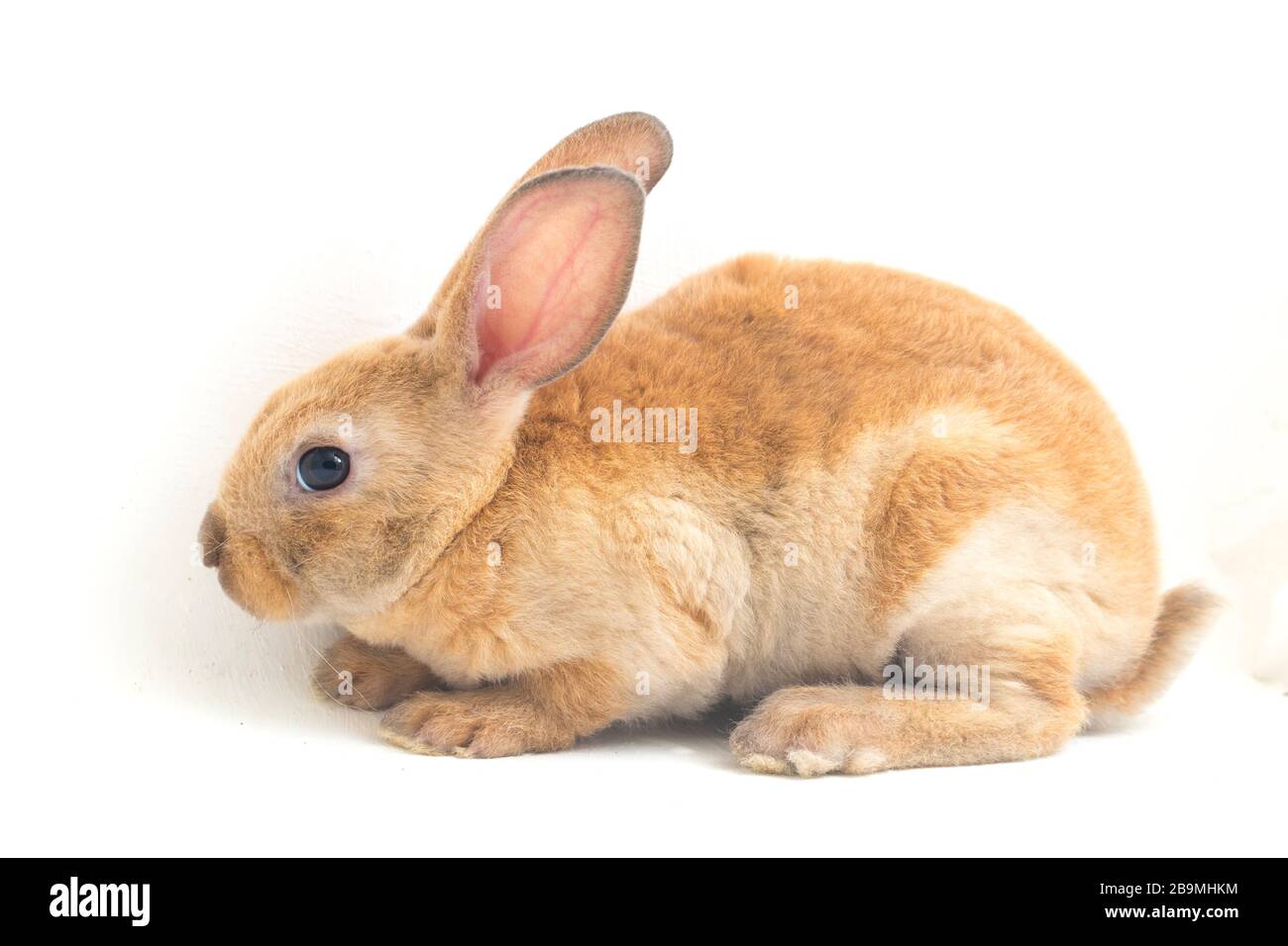 red brown rex rabbit isolated on white background Stock Photo - Alamy