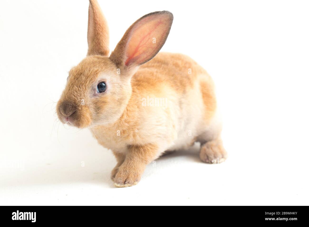 red brown rex rabbit isolated on white background Stock Photo - Alamy
