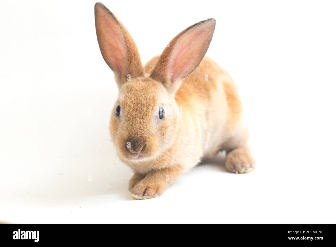 red brown rex rabbit isolated on white background Stock Photo - Alamy