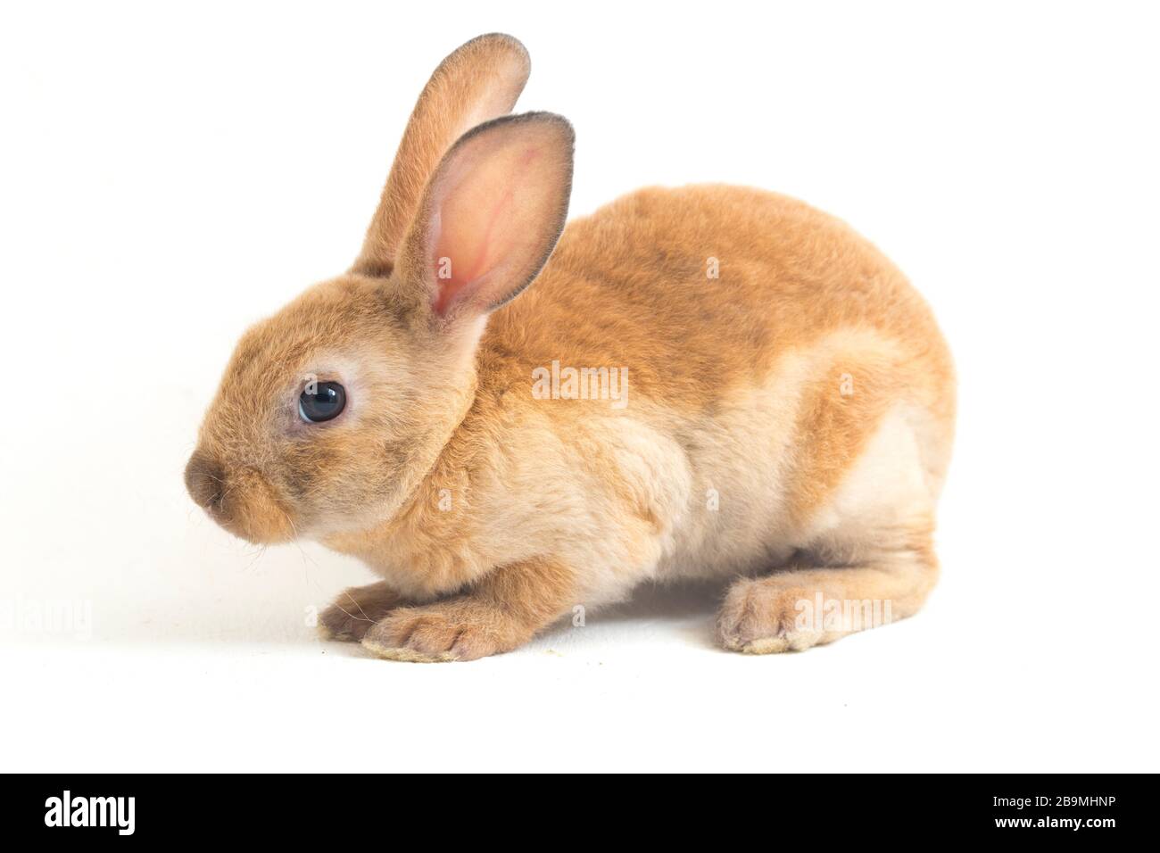 red brown rex rabbit isolated on white background Stock Photo - Alamy